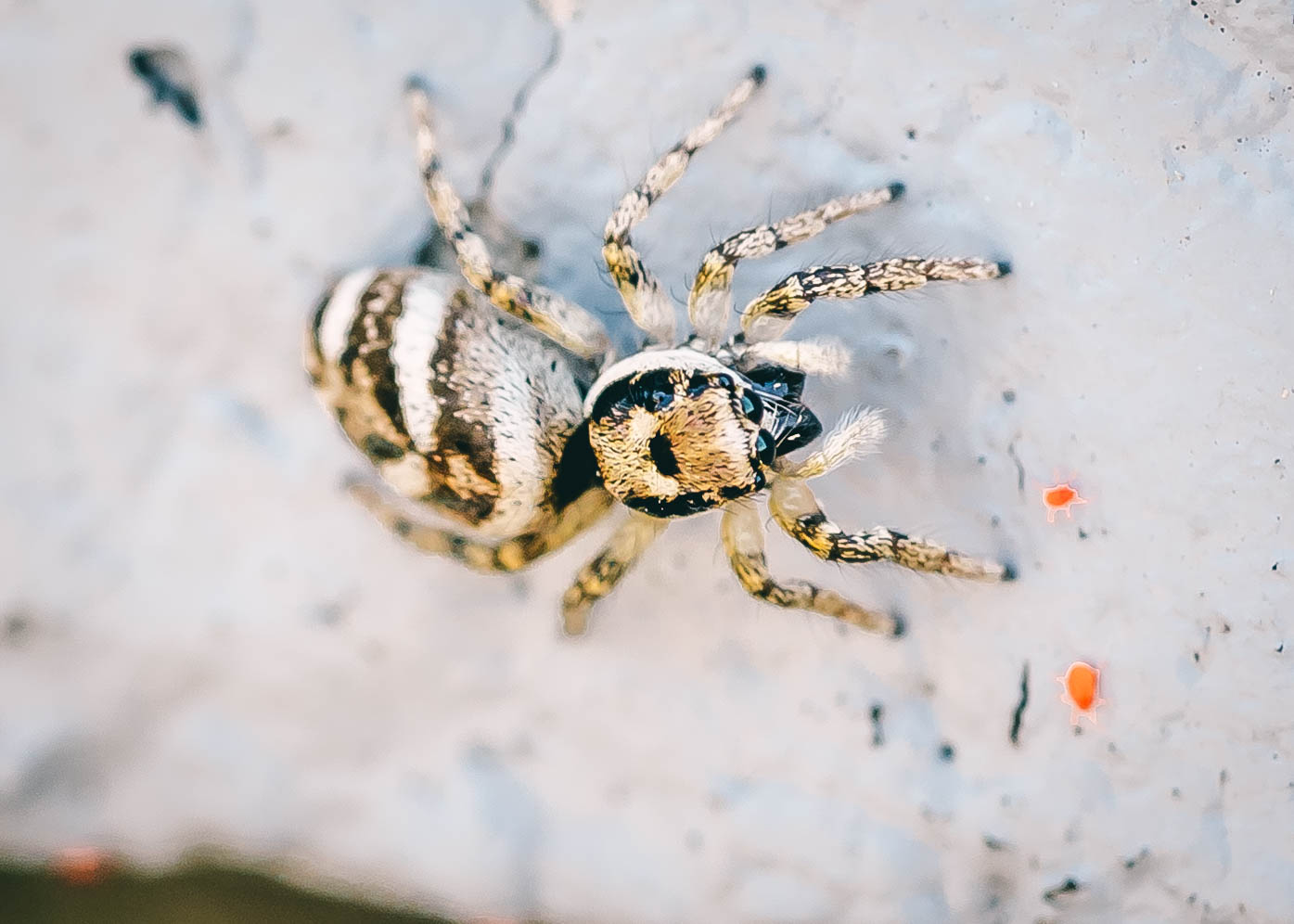 Macro – Set Media